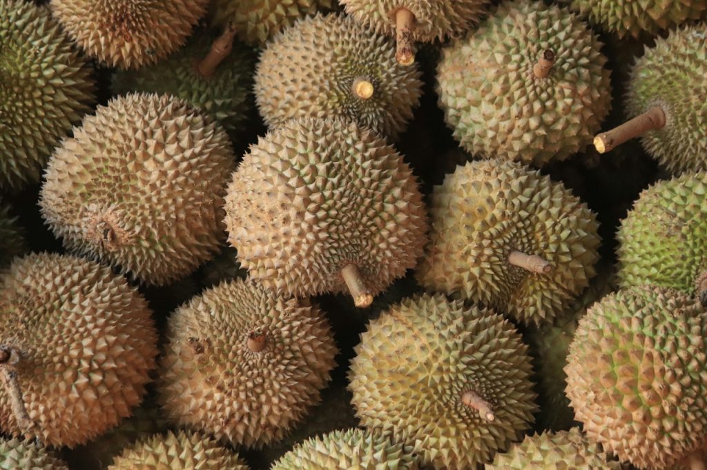 Penasaran Musim Durian Bulan Apa? Jangan Sampai Lewat, Ini Jawabannya ...